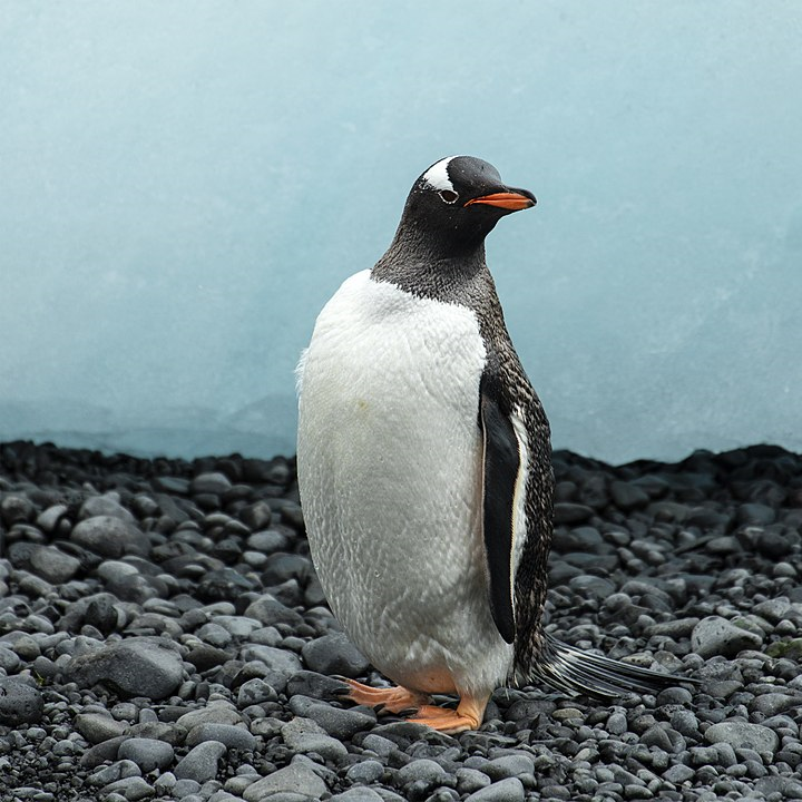 Good news: World’s first non-gender-binary penguin born - Gript