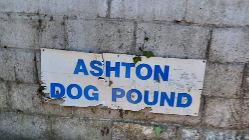 Ashton Dog Pound tender awarded to Midlands Animal Care - Gript