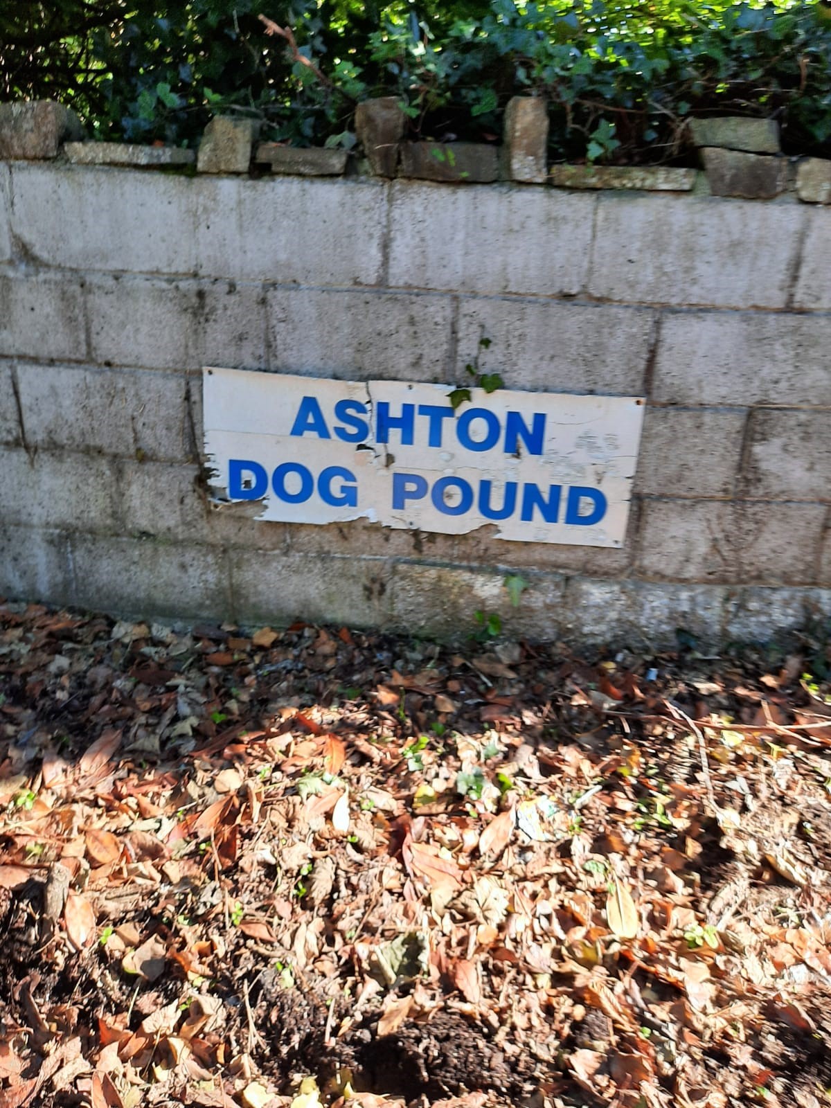 Nearly 20,000 people have called for ownership of Ashton Dog Pound to ...