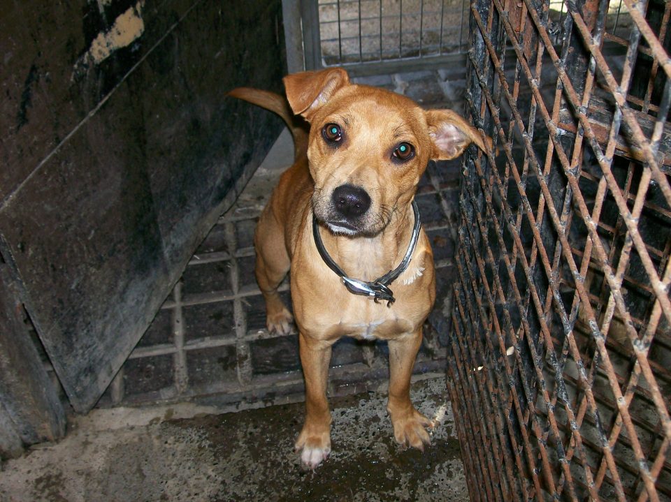 Sources say dogs "routinely left to die in pain" in Ashton Dog Pound ...