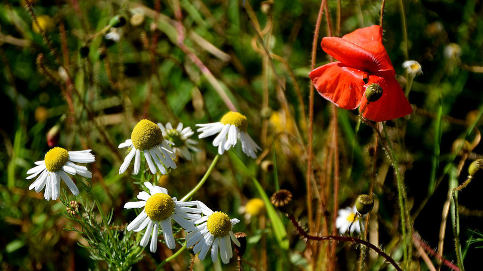 No biodiversity plan for Ireland until agreement reached in China. - Gript