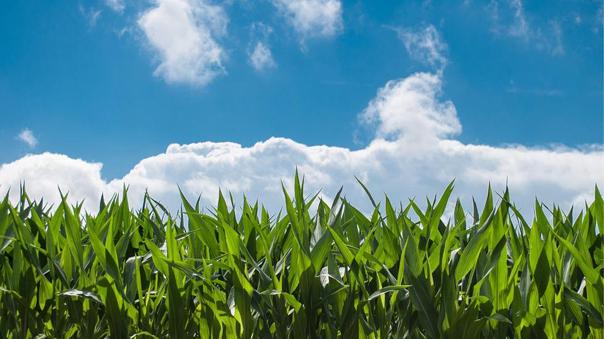 “Grow for Britain”: UK govt to support domestic food growth - Gript
