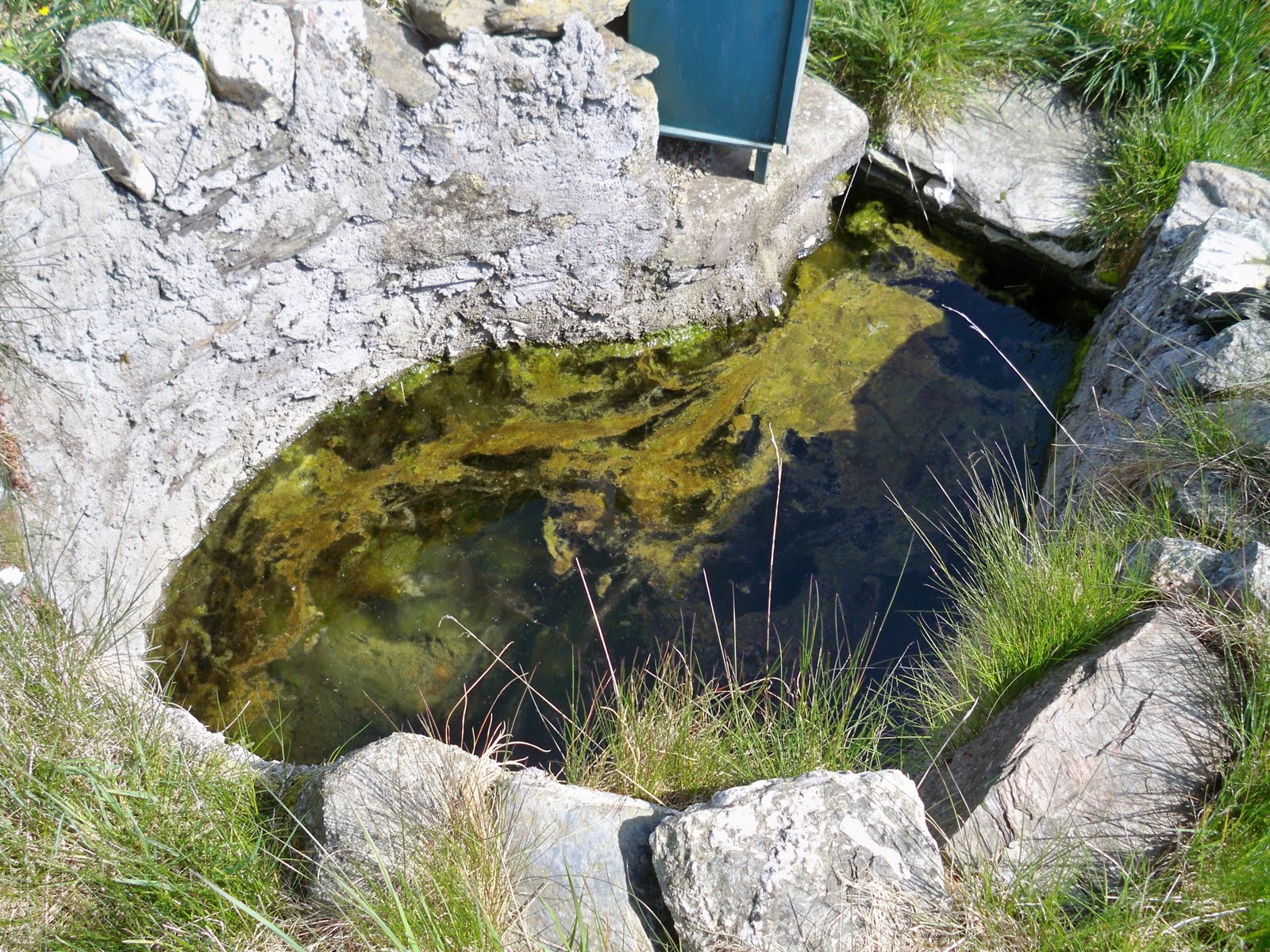 Meet St. Colman, the 6th century Irish saint who loved ducks - Gript