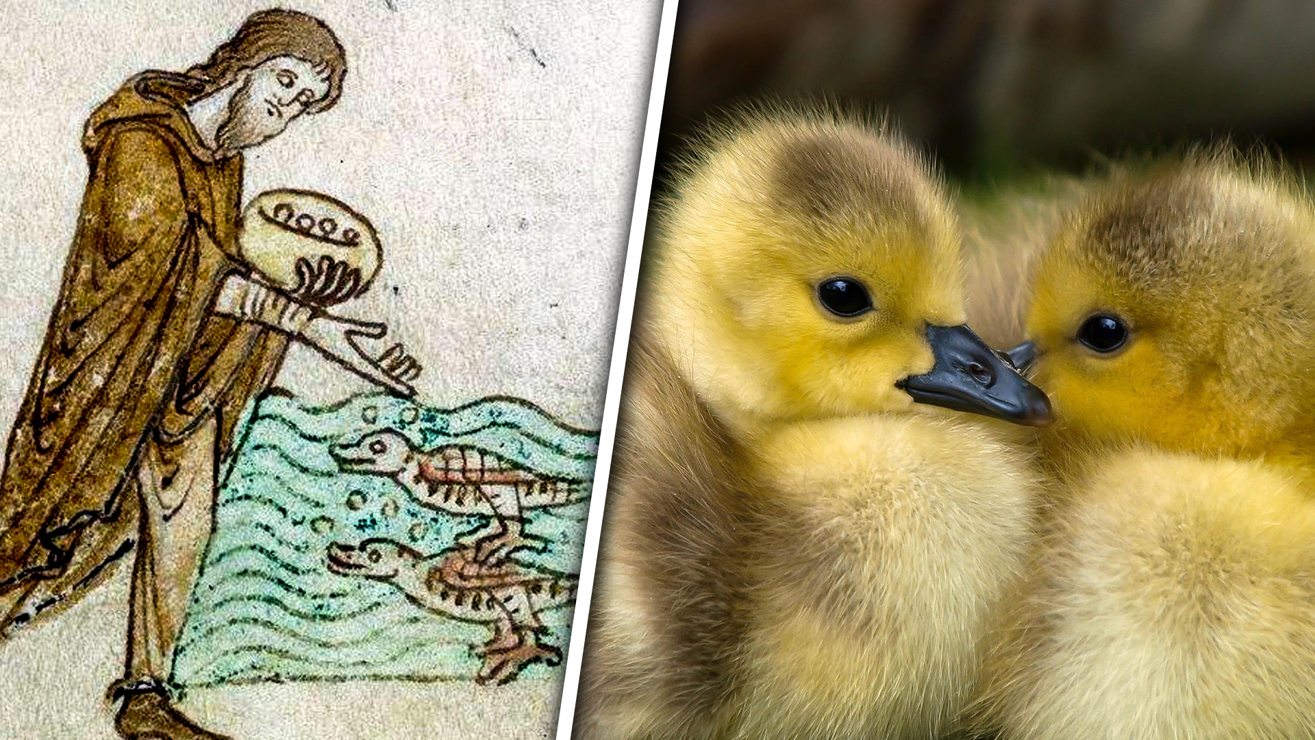 Meet St. Colman, the 6th century Irish saint who loved ducks - Gript
