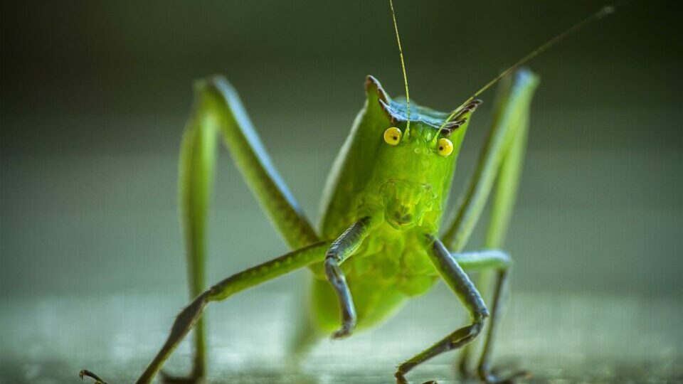Bug Eating, Communion, and the western religious revival - Gript