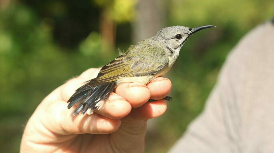 Several beautiful new bird species found on remote Indonesian islands ...