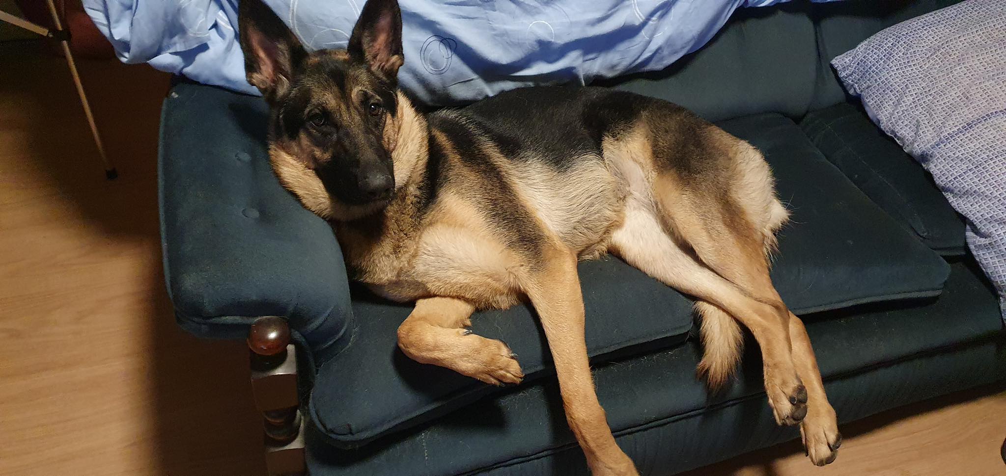 Council forces man to abandon dog who 'saved his life'. - Gript