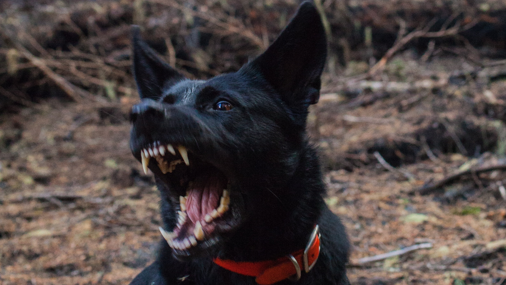 Proposal made to double fines for reckless dog owners - Gript