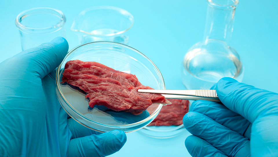 Following Italy’s lead, De Santis bans ‘lab meat’ in Florida, but what ...