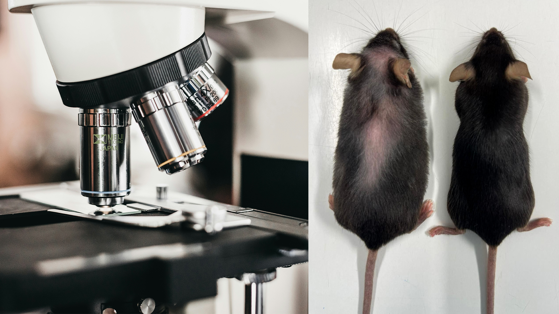 New drug extends life in mice by over 20%, researchers claim - Gript