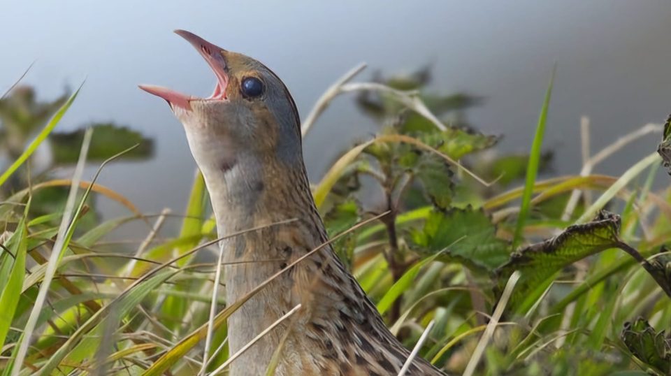 Highest number of corncrake territories recorded this year in 25 years ...