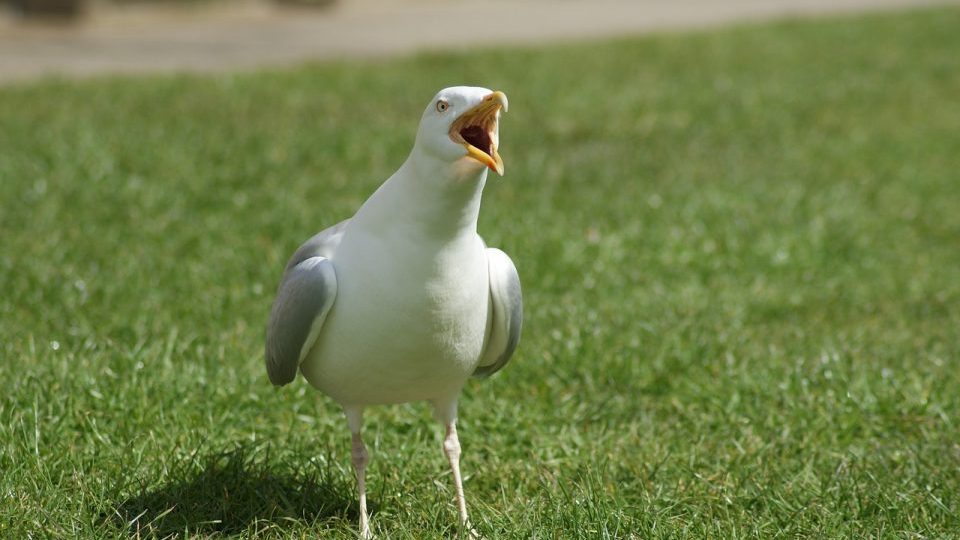 To the Fine Gael canvasser I shouted at – an apology of sorts - Gript