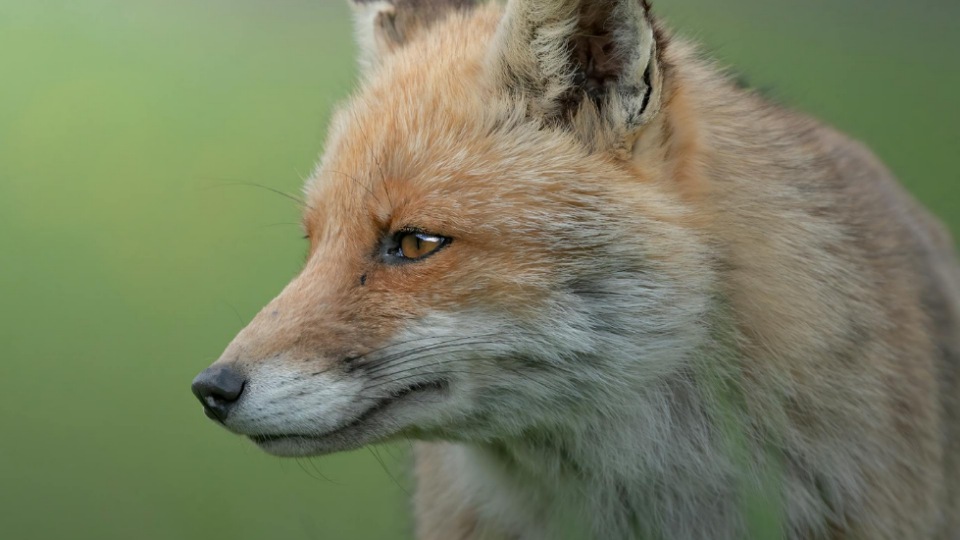 Fox-Hunting Bill: PBP 'pursuing a wedge issue' - Gript